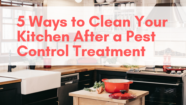 5 Ways to Clean Your Kitchen After a Pest Control Treatment - Pretty ...