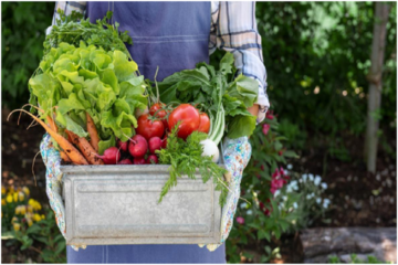 10 Top Gardening Tips For Beginners